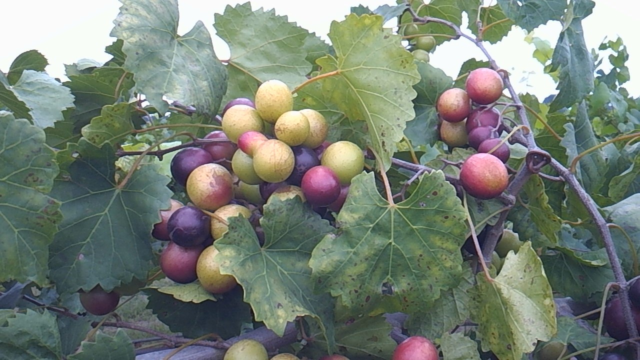 Hinnant Picture Gallery - Hinnant Vineyards
