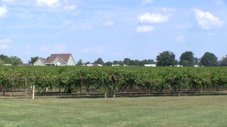 Hinnant Picture Gallery - Hinnant Vineyards